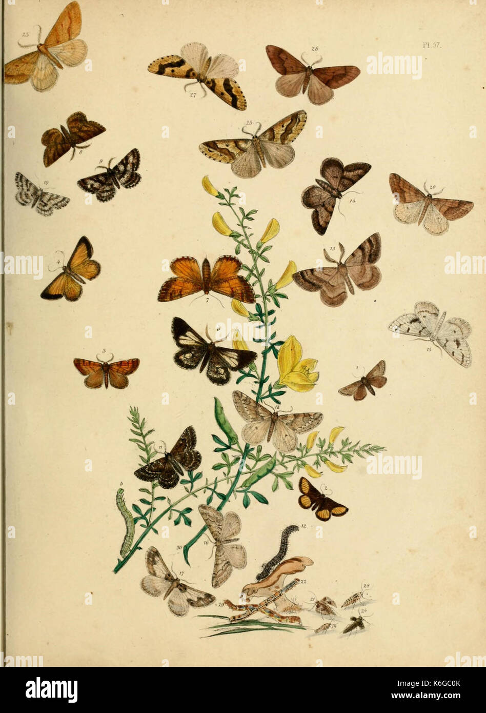 British moths and their transformations (Pl. 57) (9216251423 Stock ...