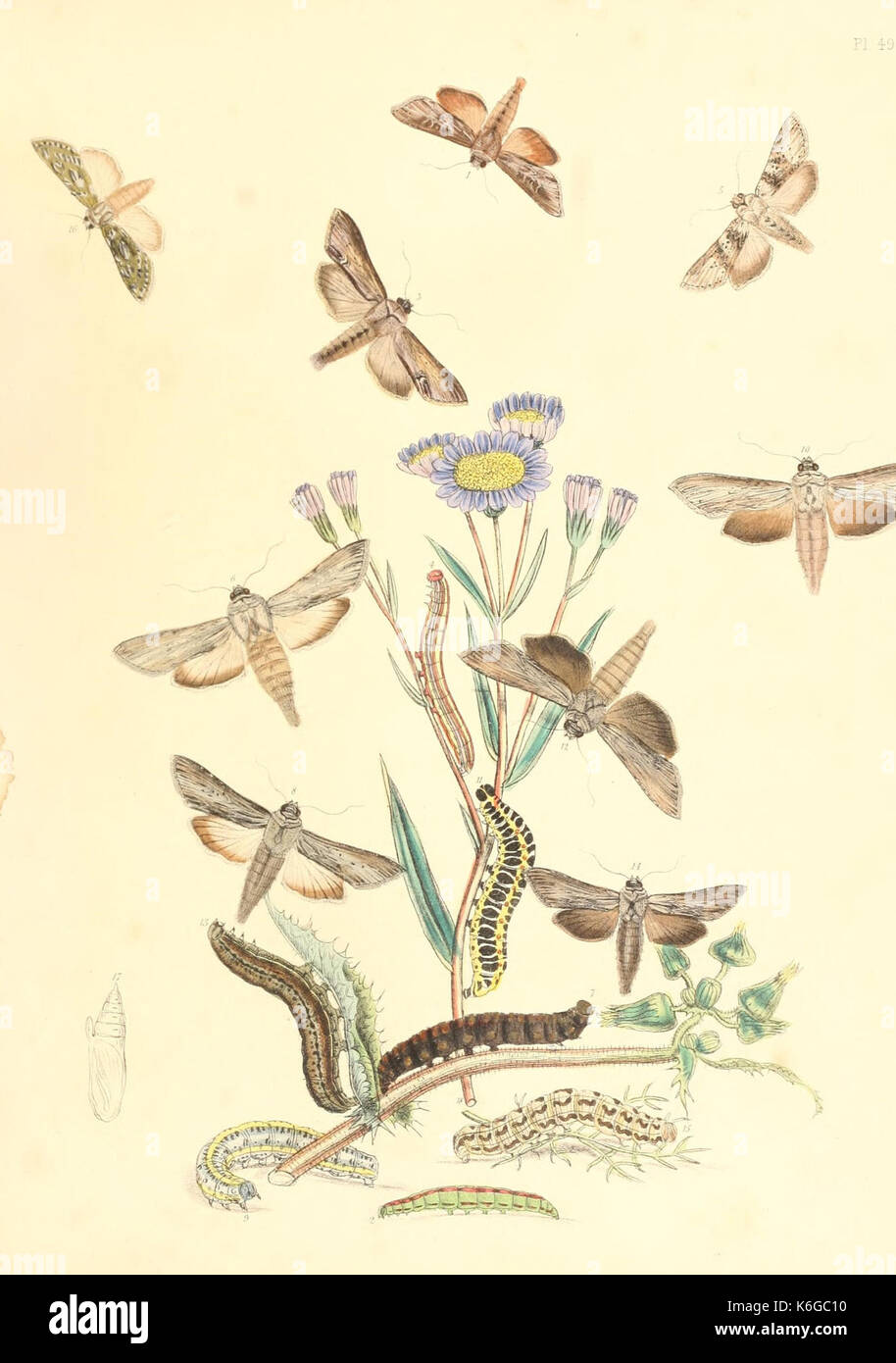 British moths and their transformations (Pl. 49) (9216582220 Stock ...