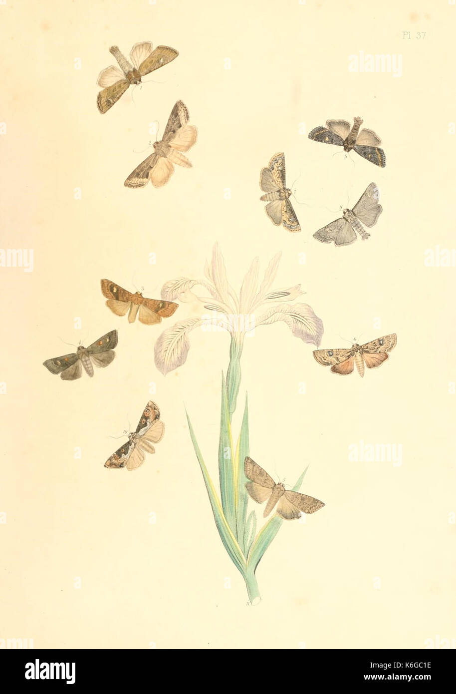 British moths and their transformations (Pl. 37) (9216568984 Stock ...
