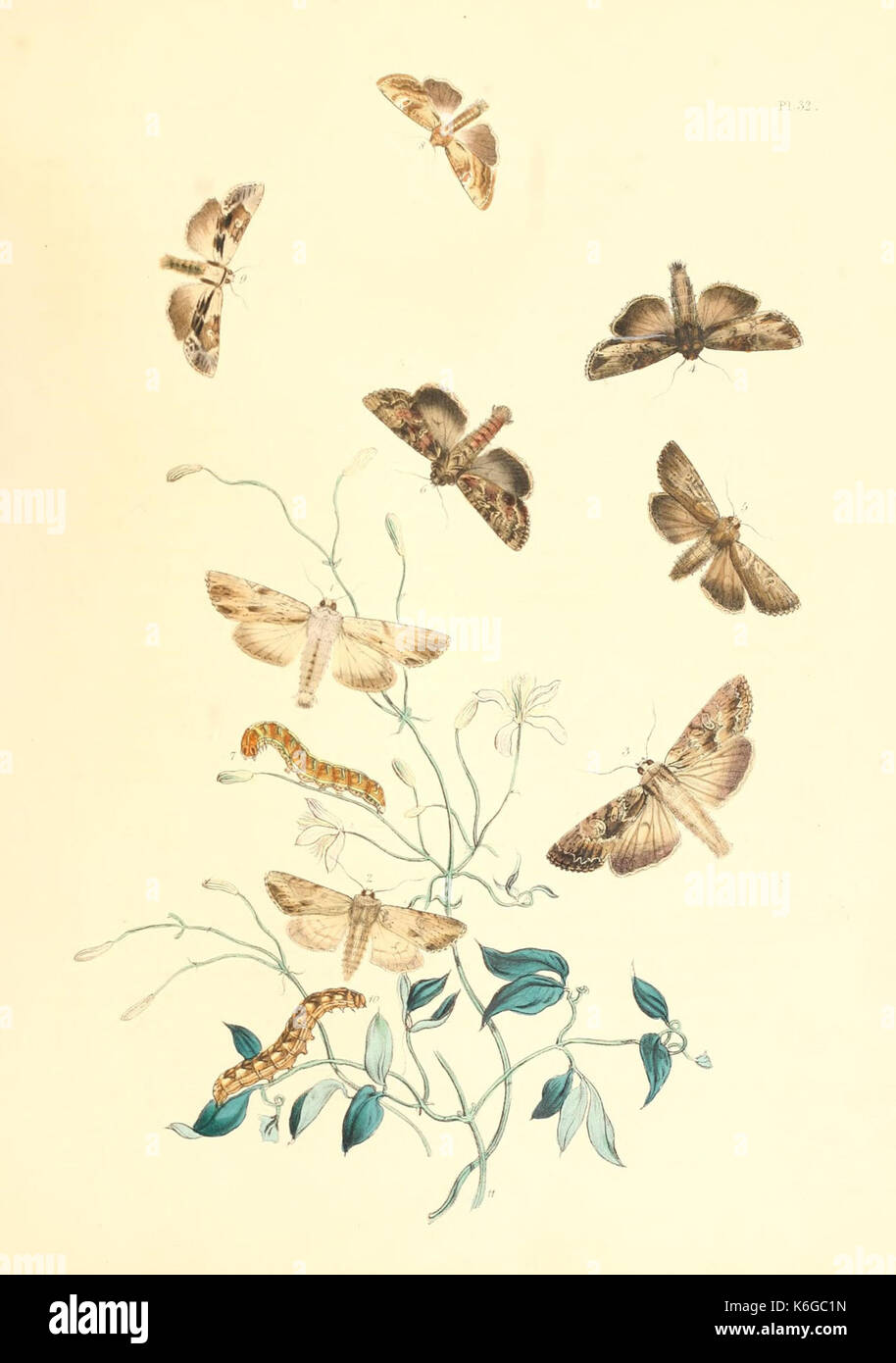 British moths and their transformations (Pl. 32) (9216563286 Stock ...