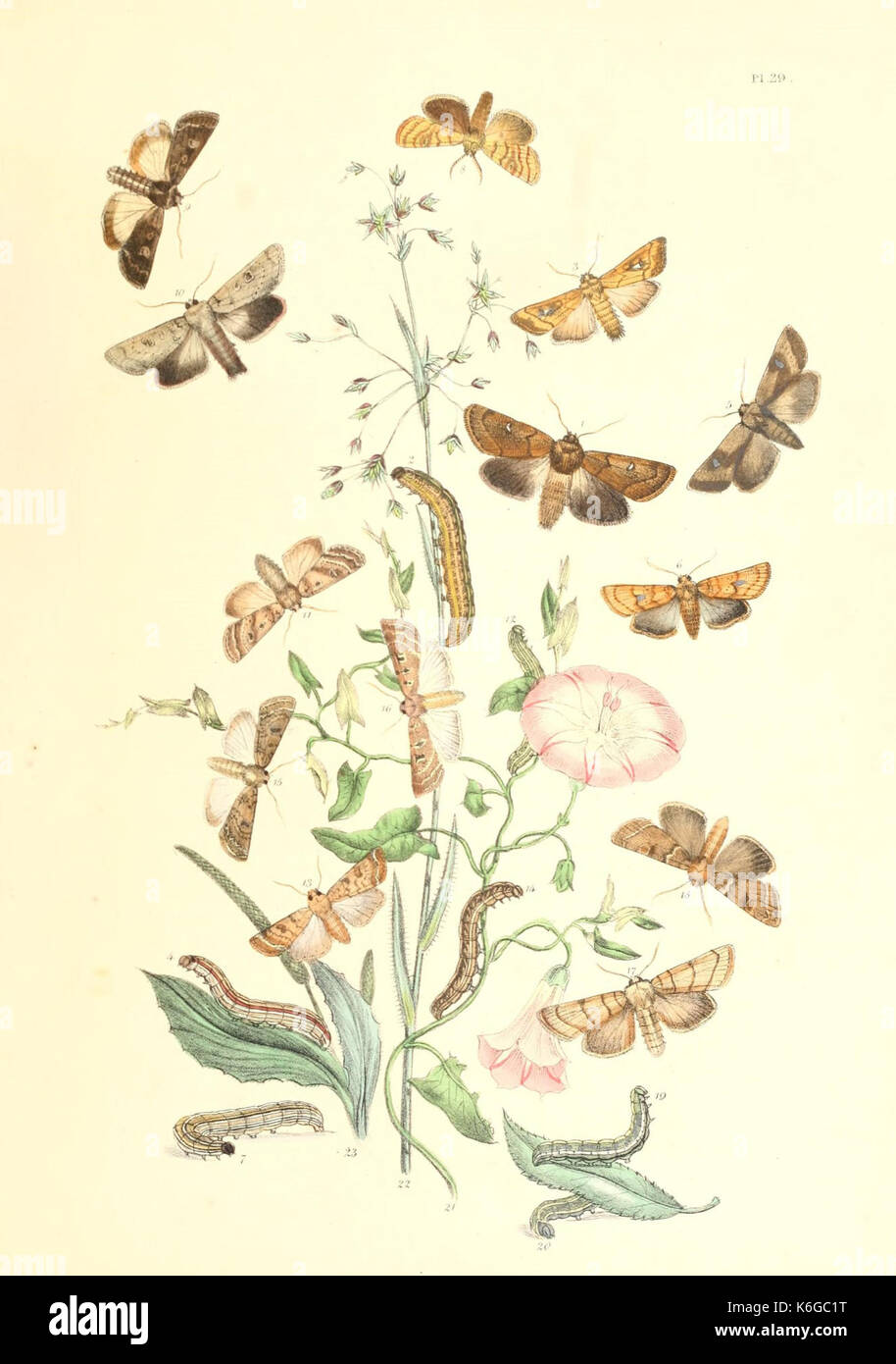 British moths and their transformations (Pl. 29) (9216560134 Stock ...