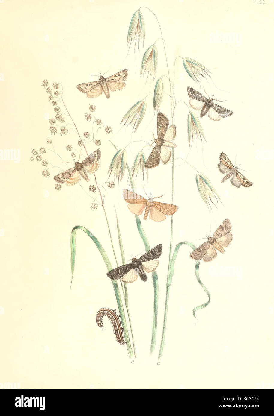 British moths and their transformations (Pl. 22) (9216552818 Stock ...