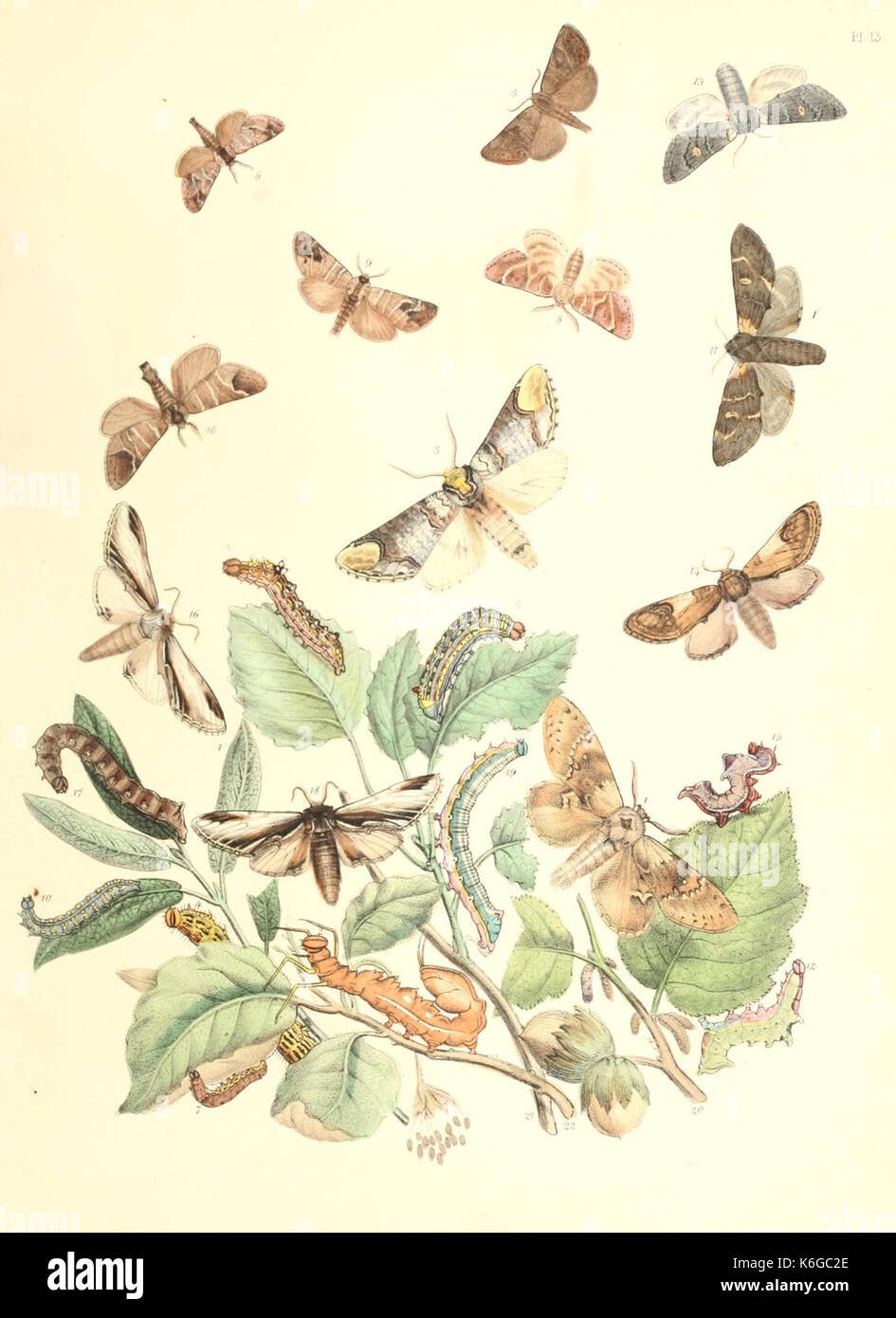 British moths and their transformations (Pl. 13) (9213768329 Stock ...