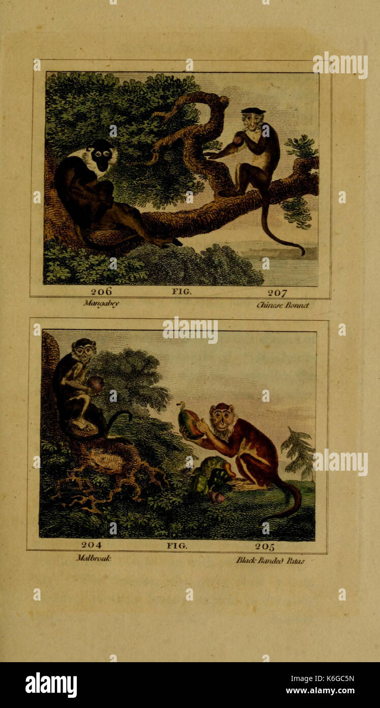 Buffon's Natural History features illustrations (Figs. 204-207) that ...