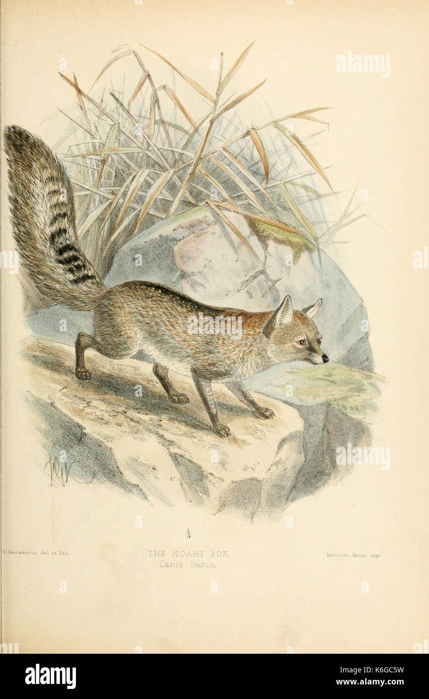 Dogs, jackals, wolves, and foxes (Plate XXXI) (5988407552 Stock Photo ...
