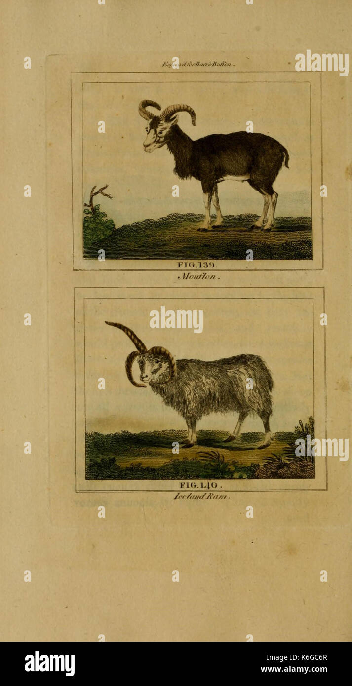 This illustration from Buffon’s 'Natural History' features detailed ...