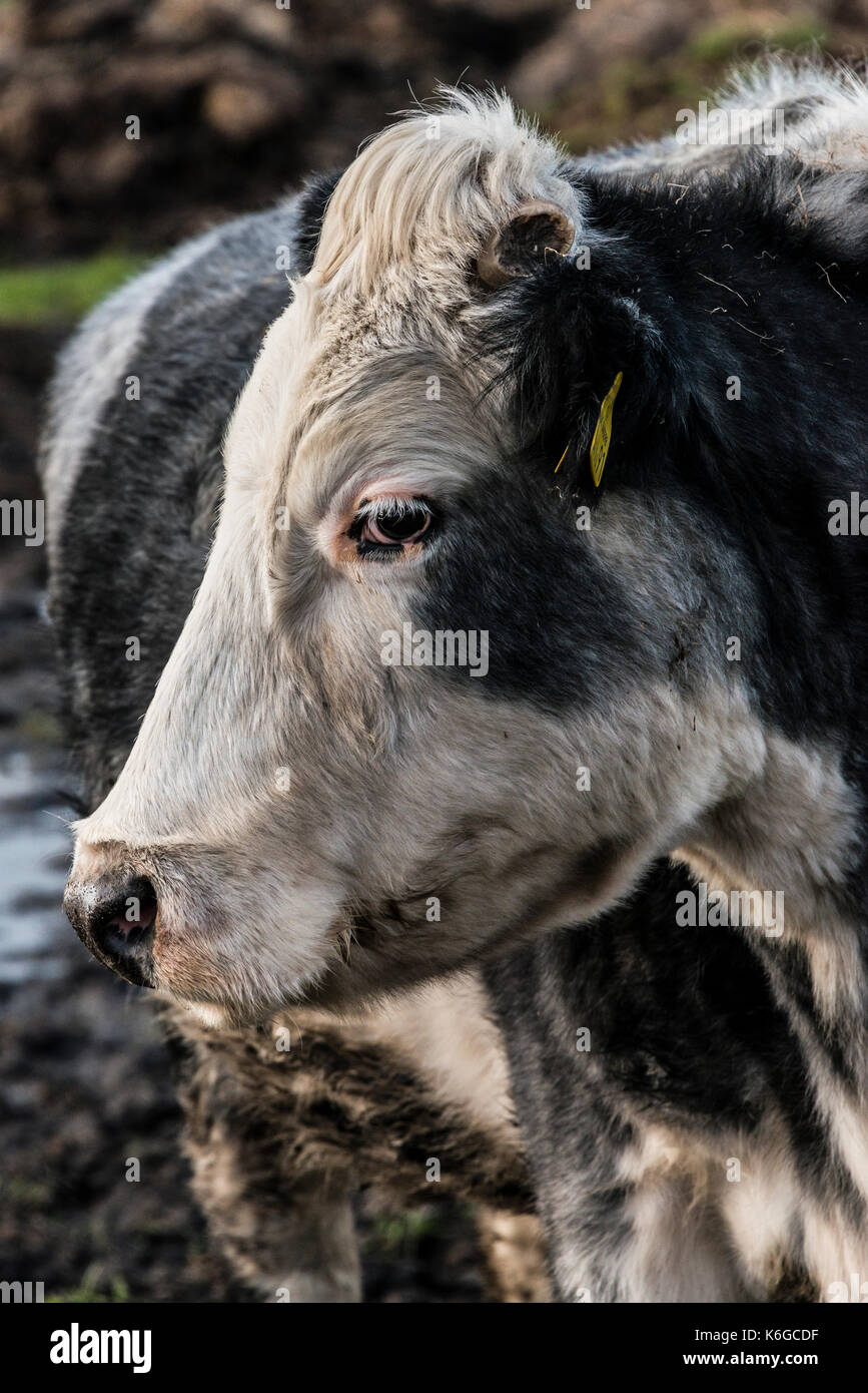A close up of a cow's head Stock Photo - Alamy