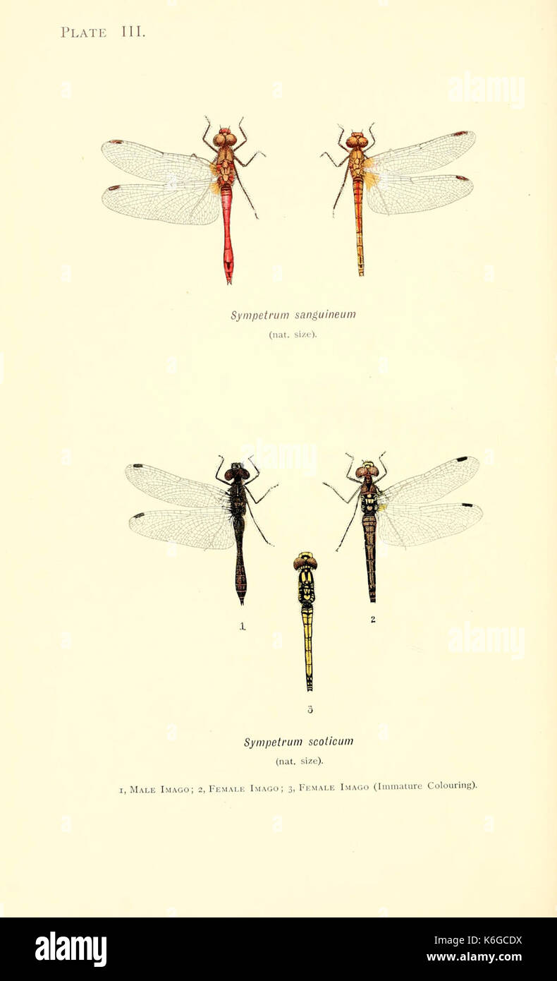 Dragonflies are predatory insects hi-res stock photography and images ...
