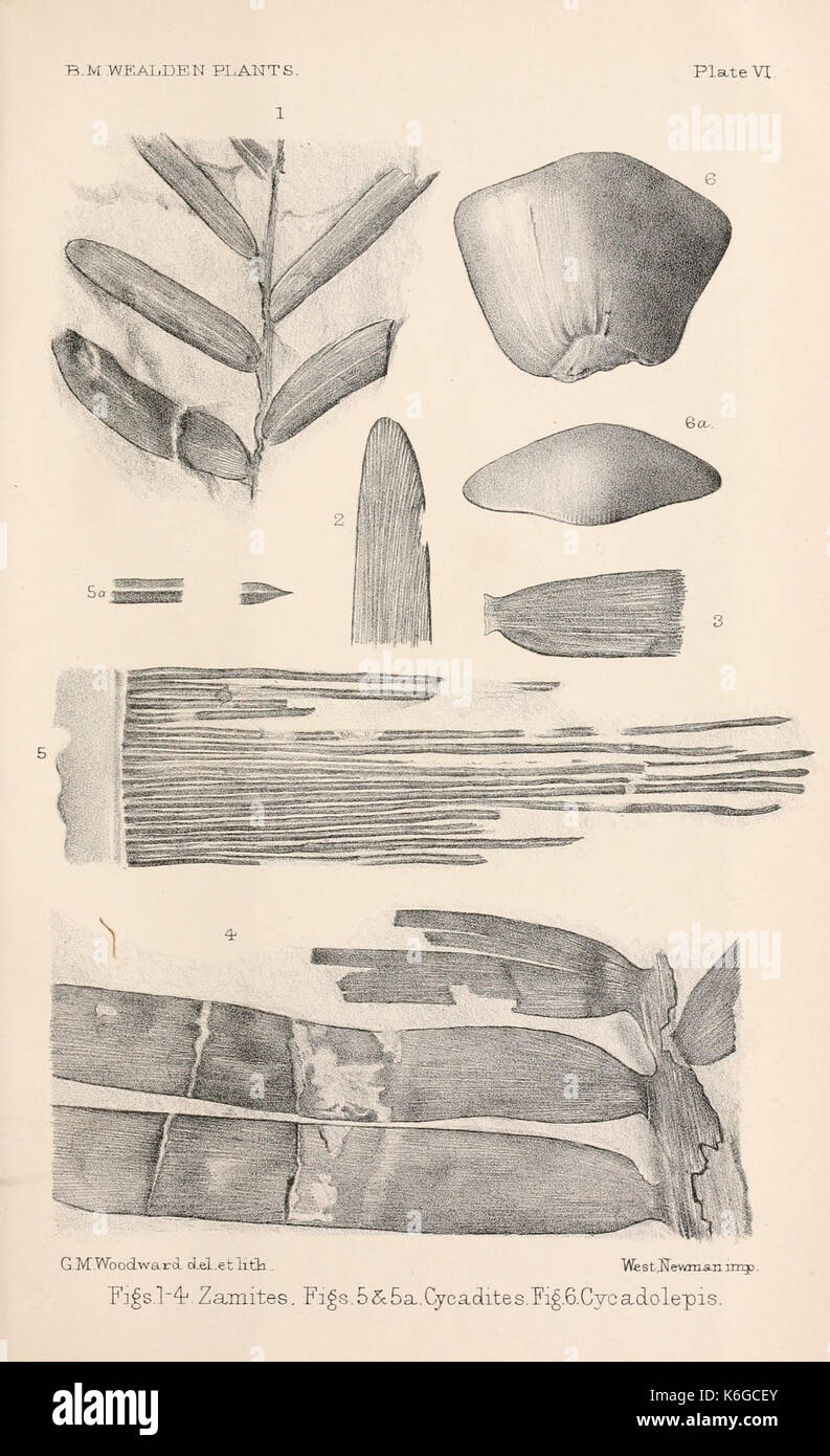 Catalogue of the Mesozoic plants in the Department of Geology, British ...
