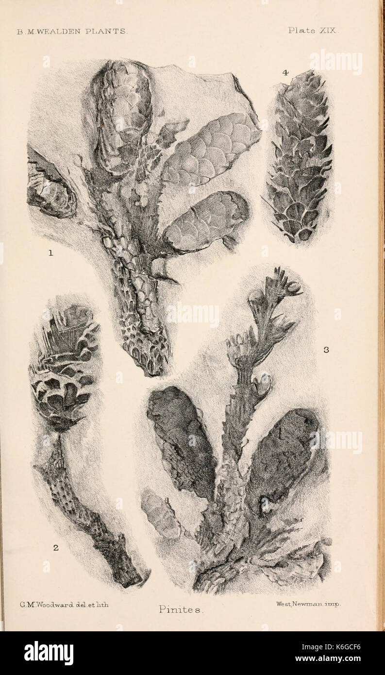 Catalogue of the Mesozoic plants in the Department of Geology, British ...