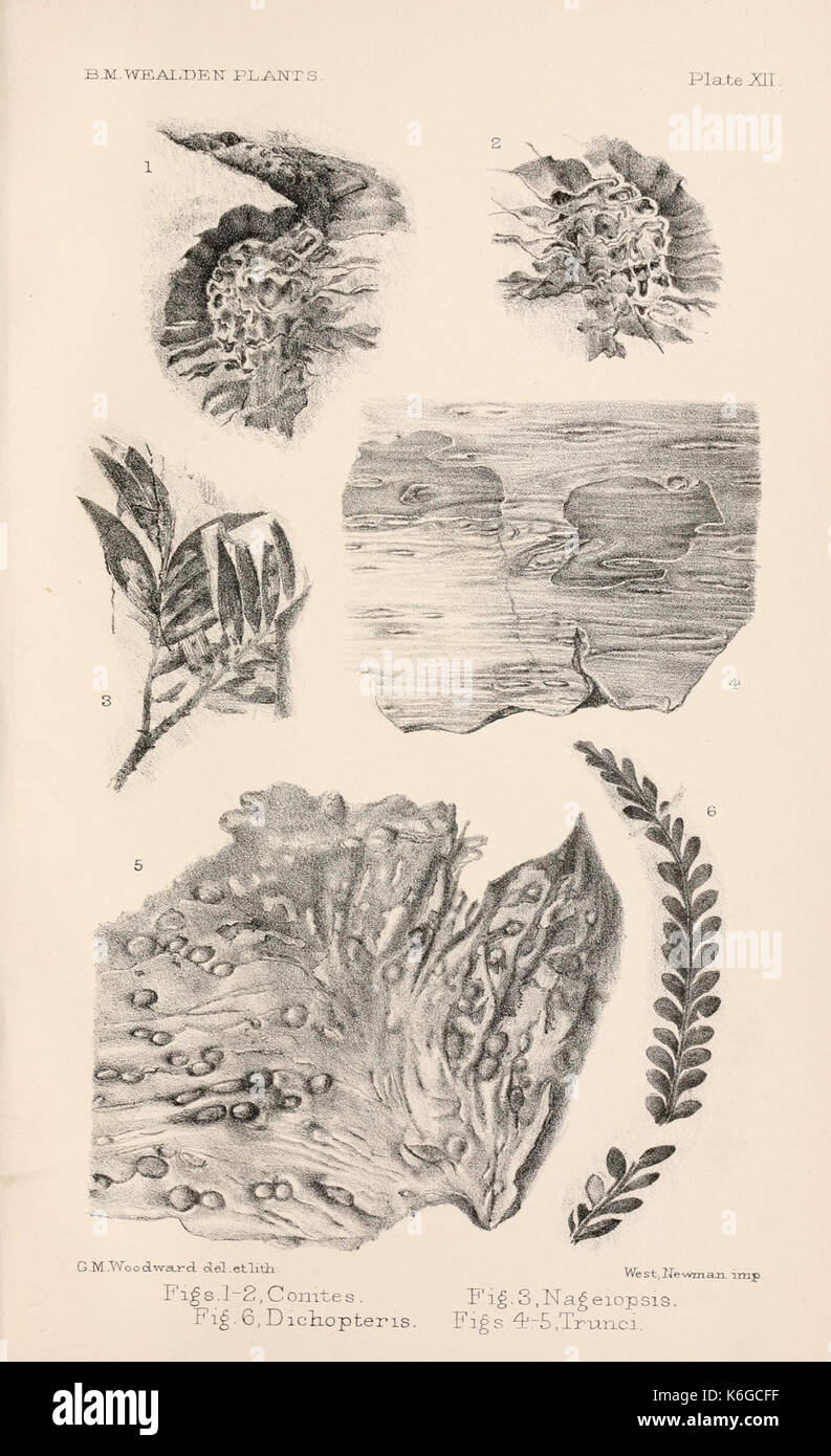 Catalogue of the Mesozoic plants in the Department of Geology, British ...
