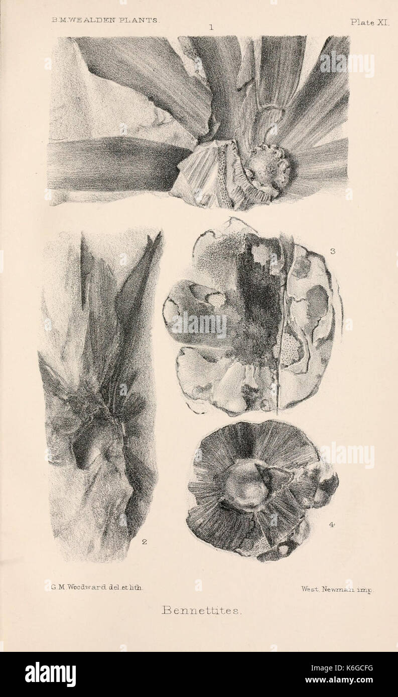 Catalogue of the Mesozoic plants in the Department of Geology, British ...