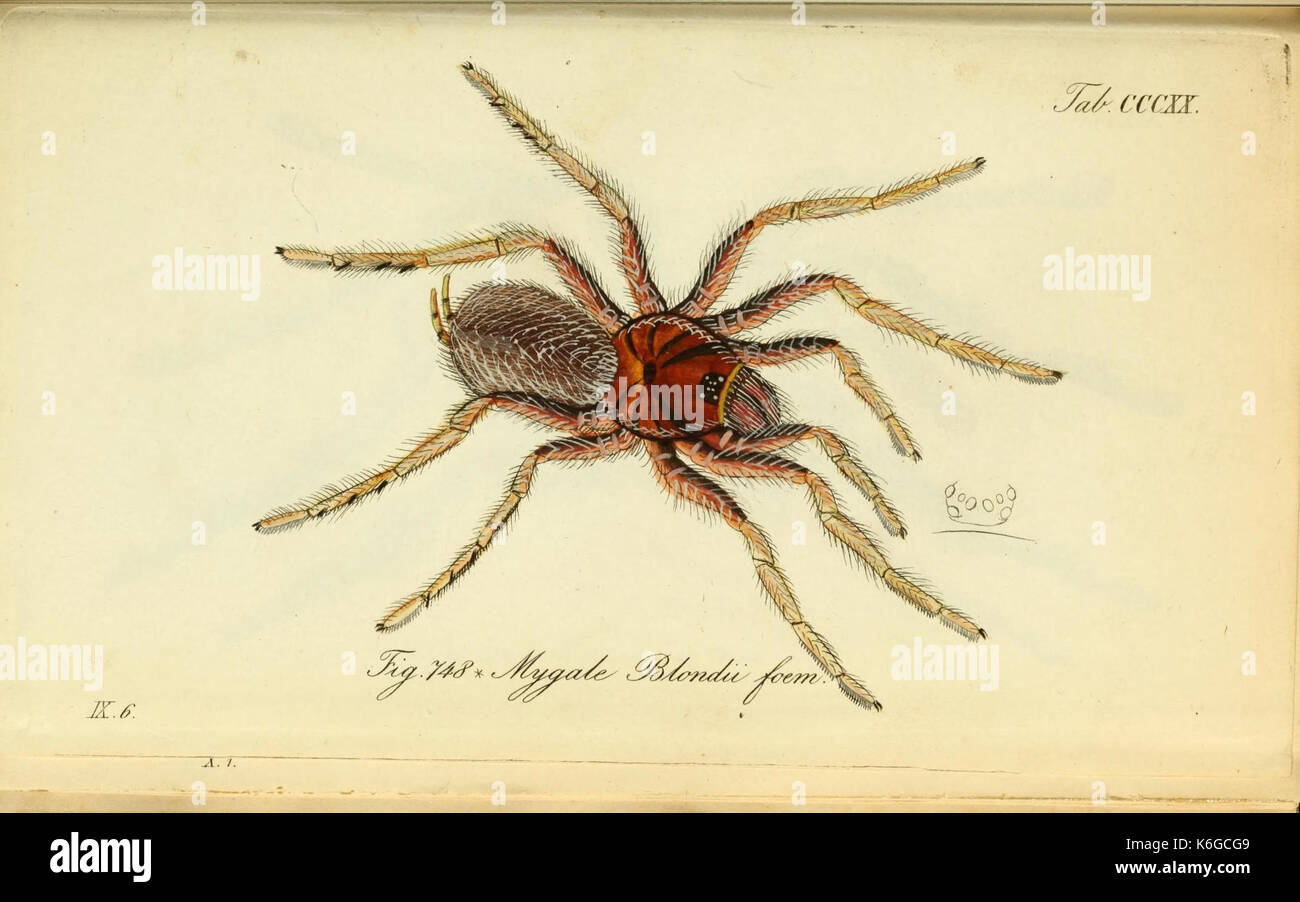 'Die Arachniden' (The Arachnids) is a detailed scientific study of ...