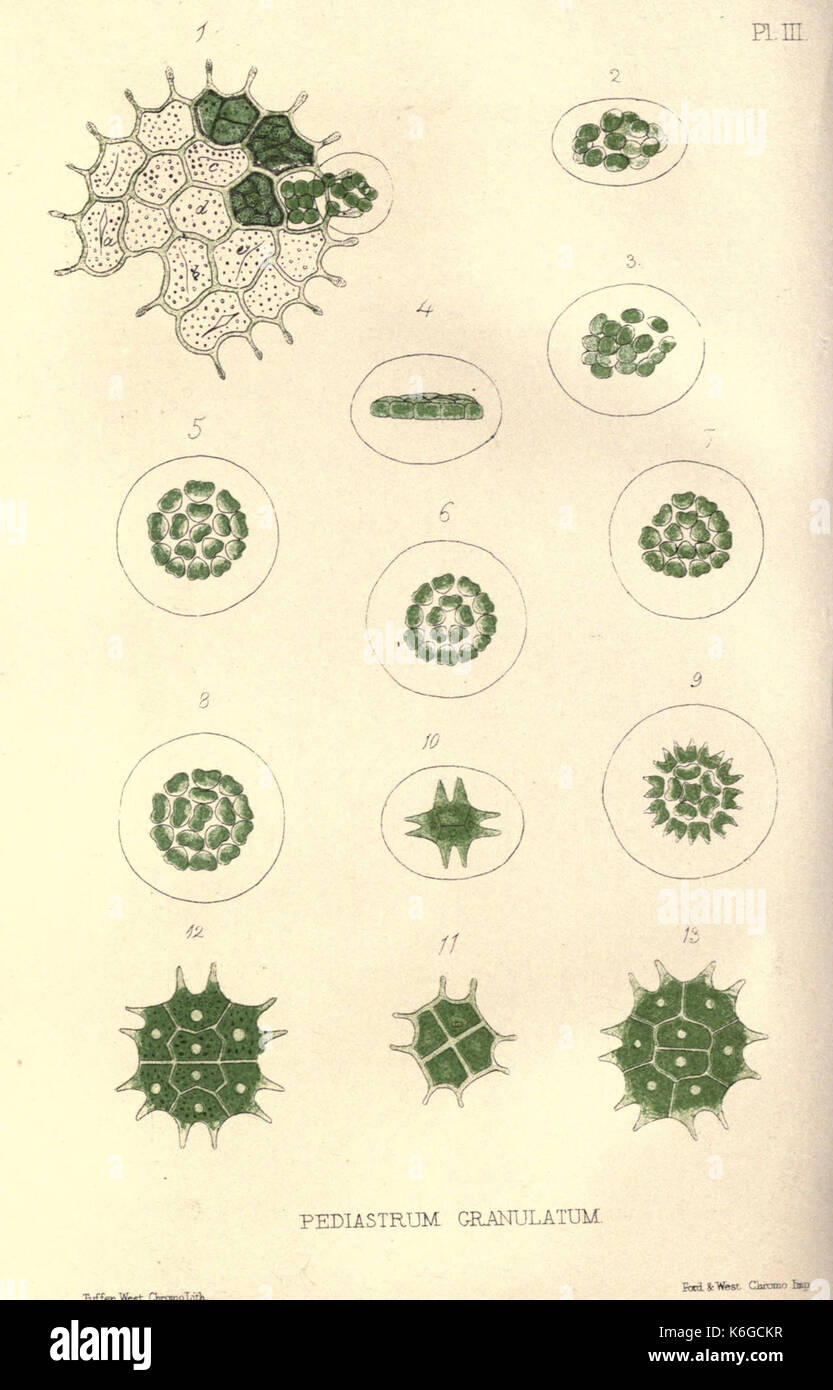 Protococcus pluvialis hi-res stock photography and images - Alamy