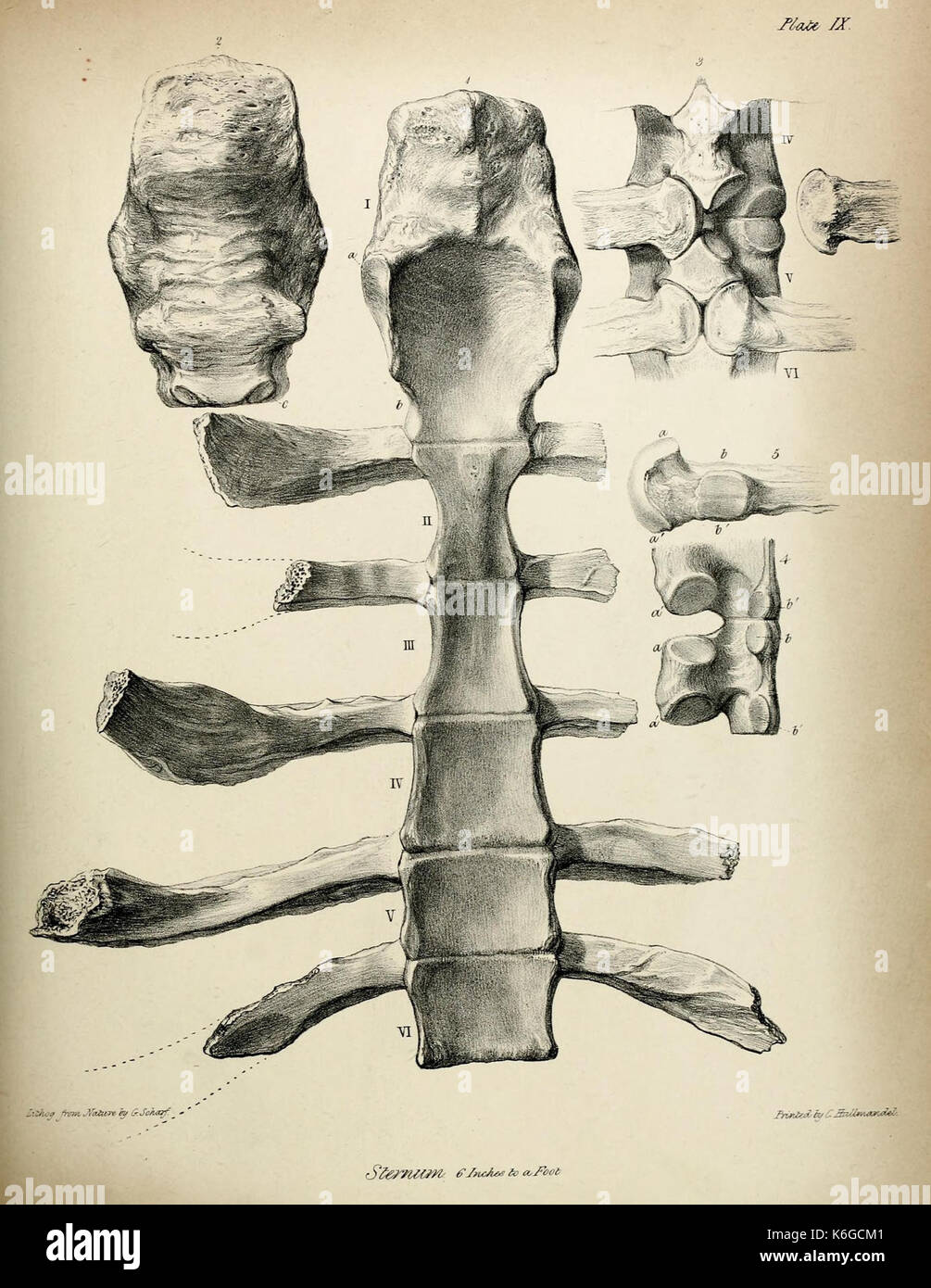 Description of the skeleton of an extinct gigantic Sloth, Mylodon ...