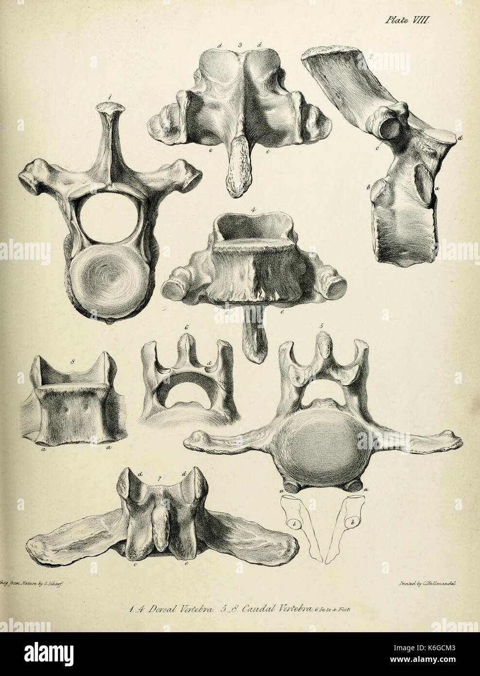 Description of the skeleton of an extinct gigantic Sloth, Mylodon ...