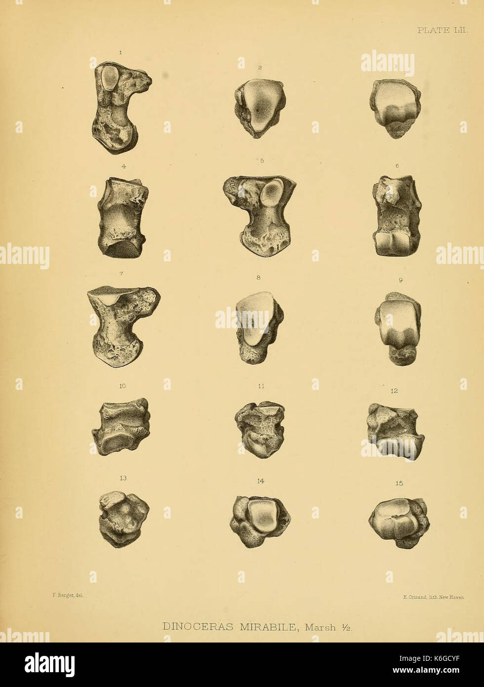 Fossil paleontology university of connecticut libraries archive org ...