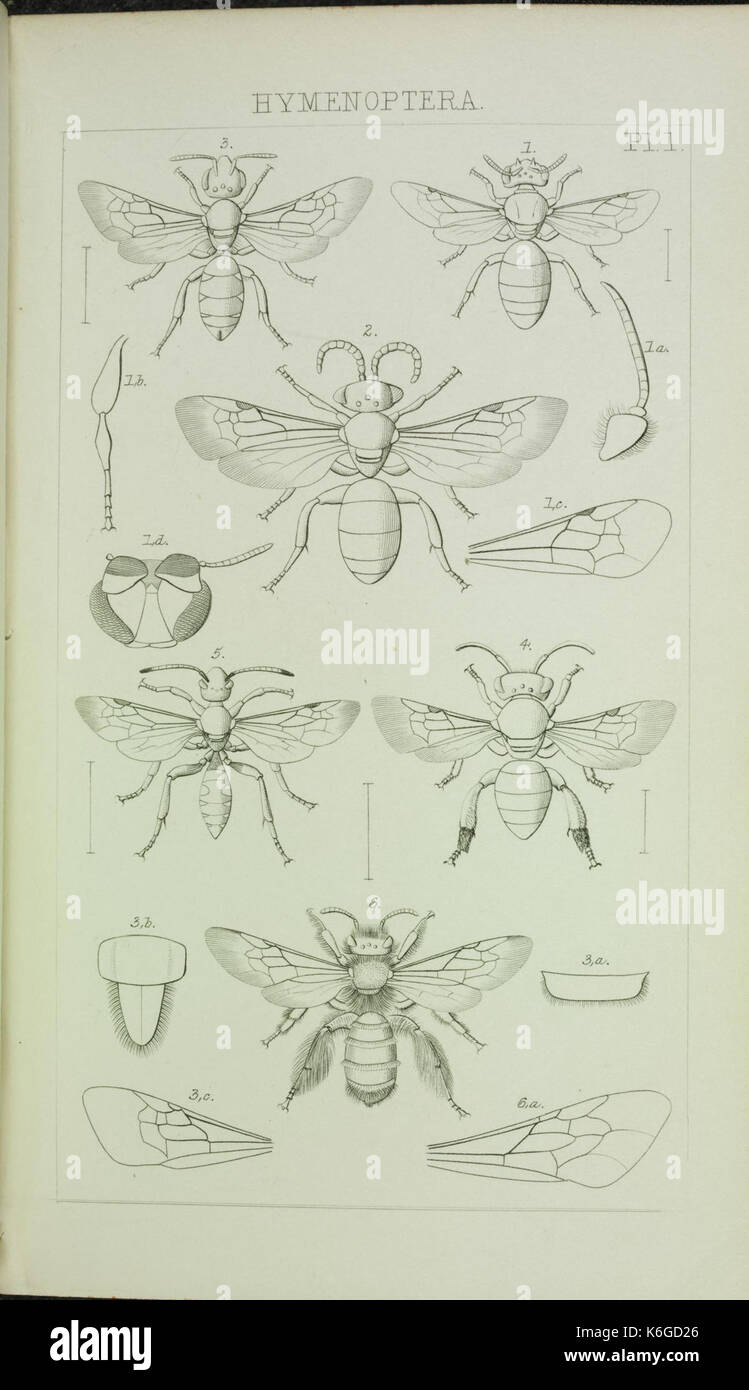 Catalogue of British Hymenoptera in the collection of the British ...