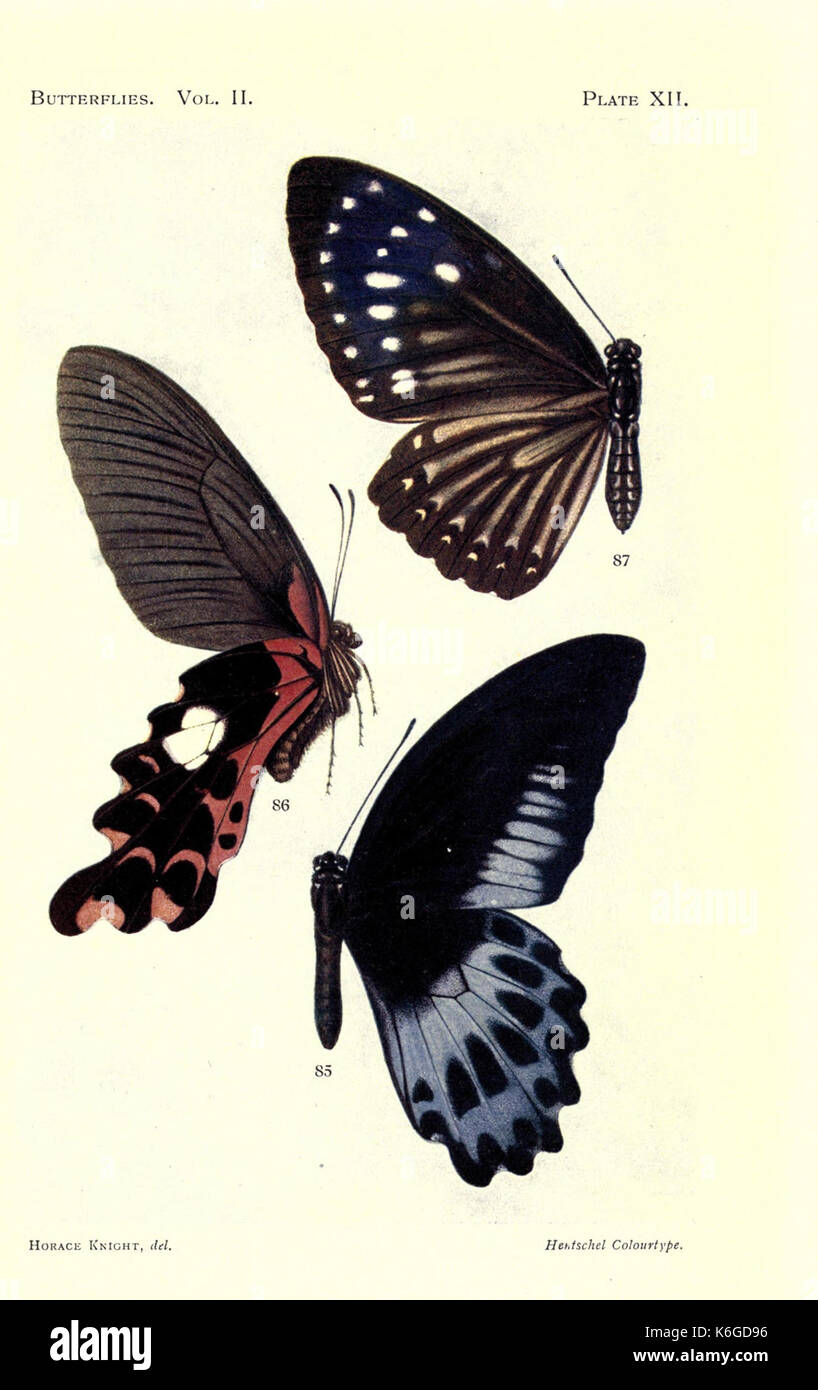 Butterflies (Plate XII) (6877811070 Stock Photo - Alamy