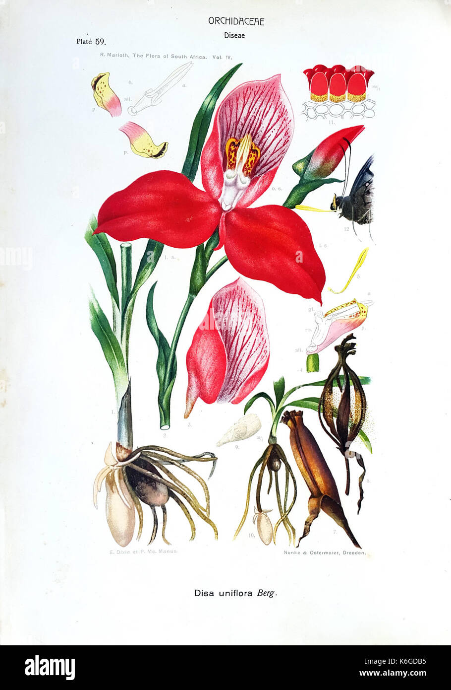 Disa uniflora hi-res stock photography and images - Alamy