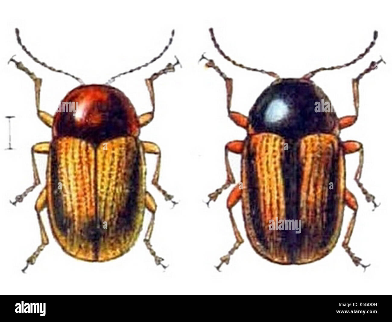 Cryptocephalus beetles hi-res stock photography and images - Alamy