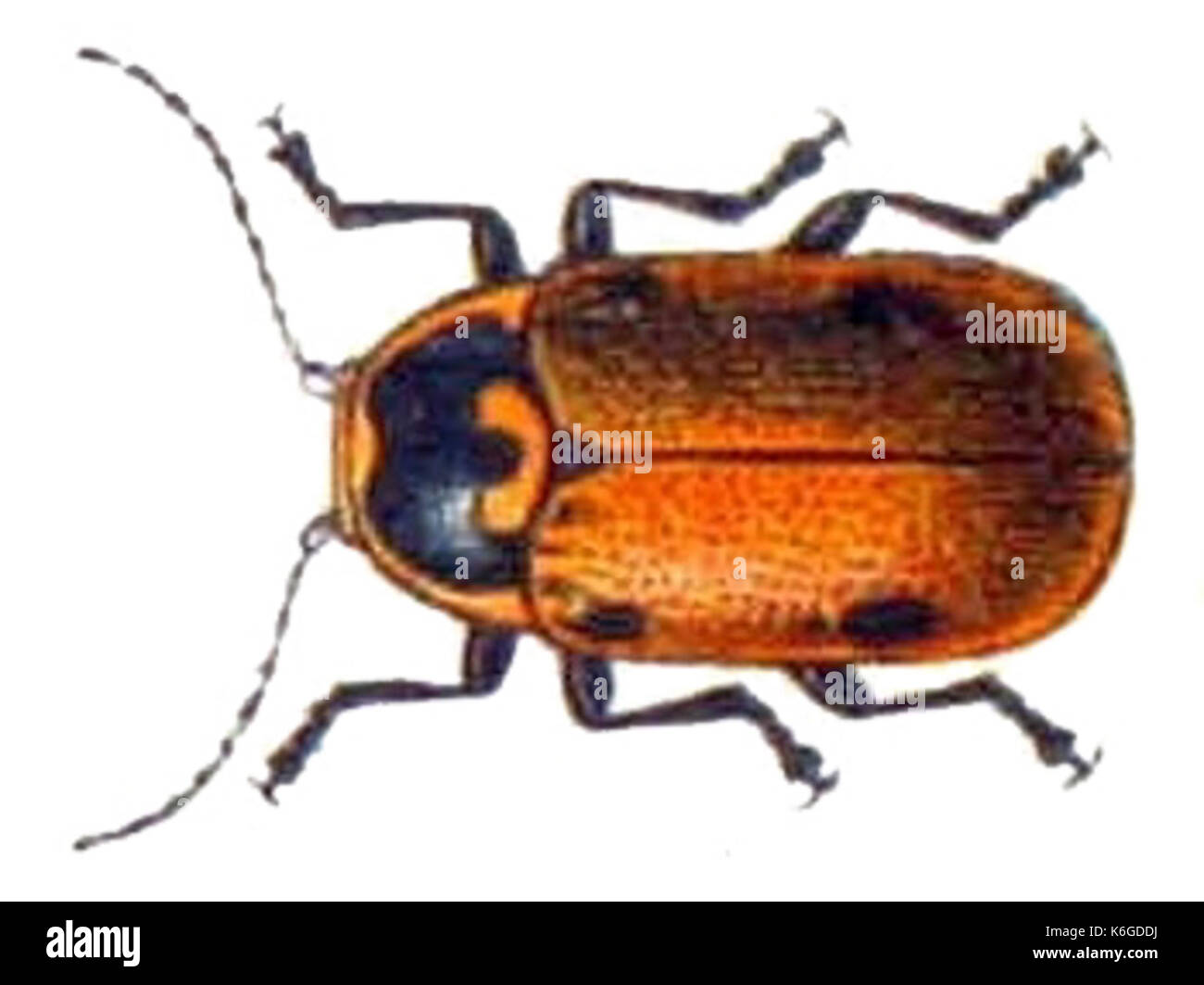 Cryptocephalus beetles hi-res stock photography and images - Alamy