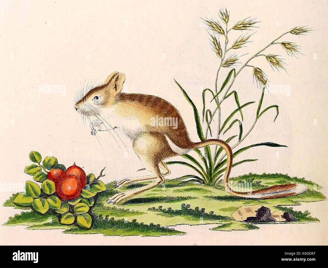 Dipus sagitta hi-res stock photography and images - Alamy