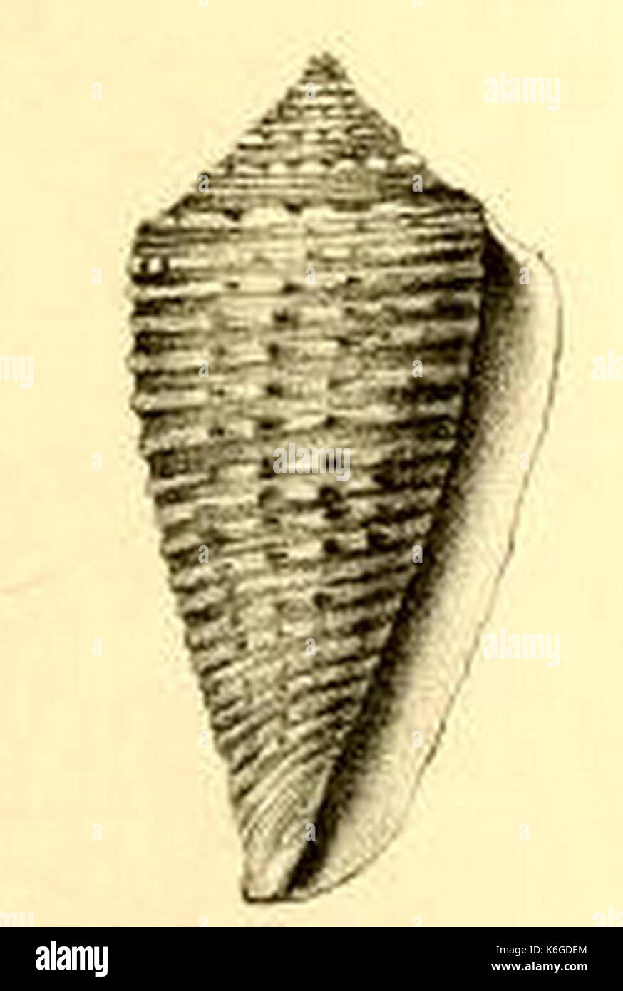 Grangeri hi-res stock photography and images - Alamy