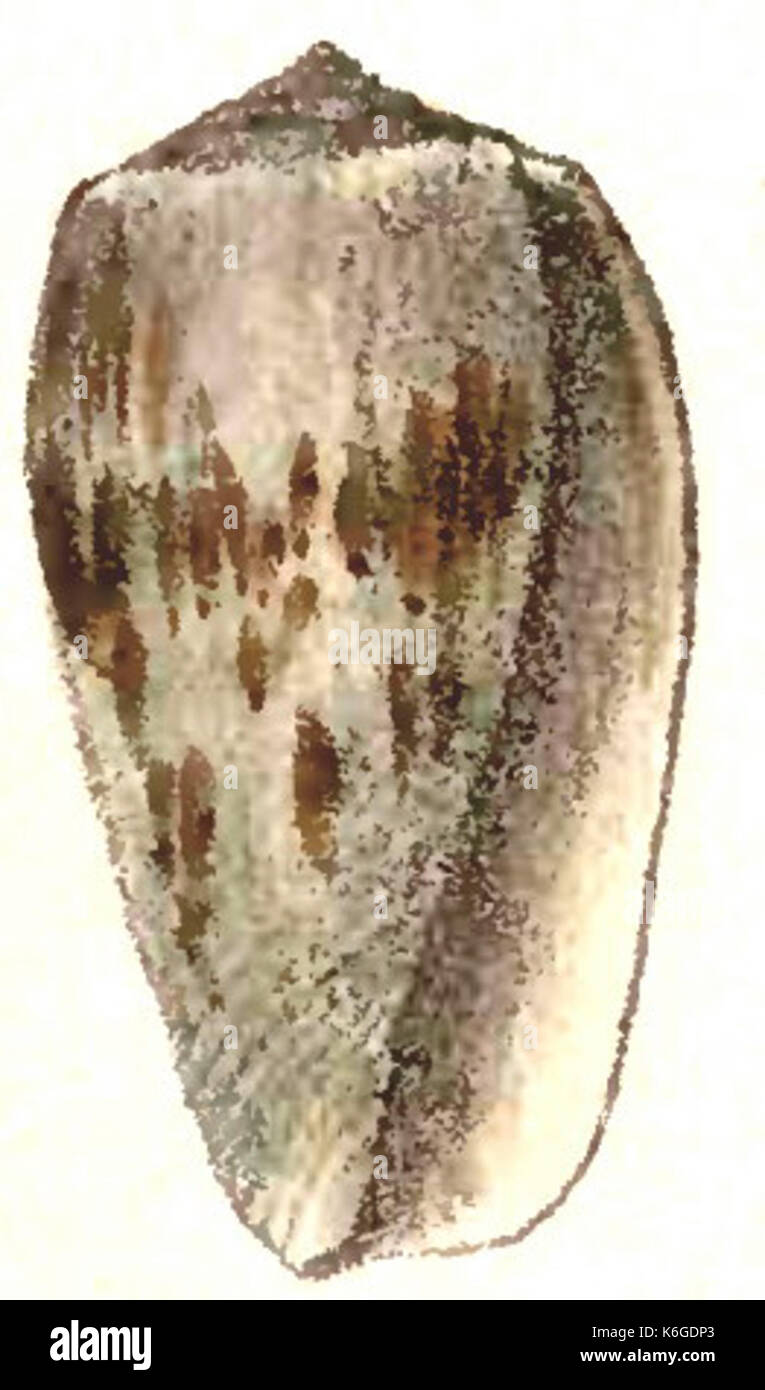 Conus julii 001 Stock Photo - Alamy