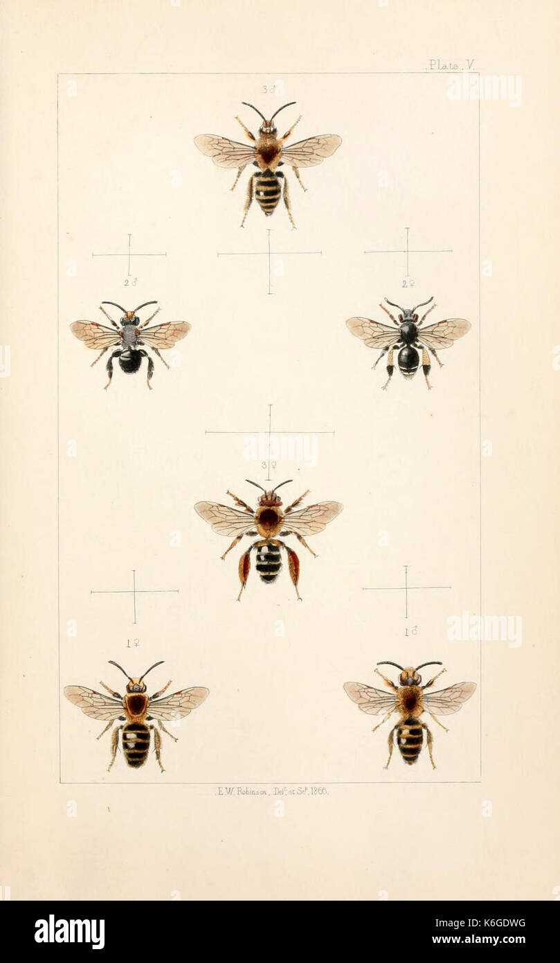 British bees (Plate IV) (22181086892 Stock Photo - Alamy