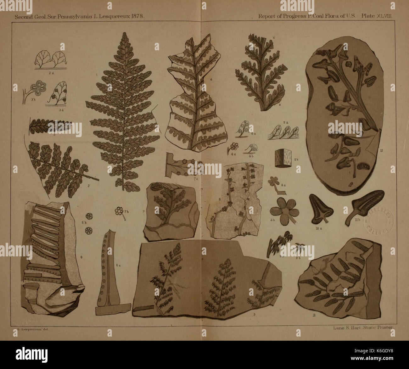 Description of the coal flora of the Carboniferous formation in ...