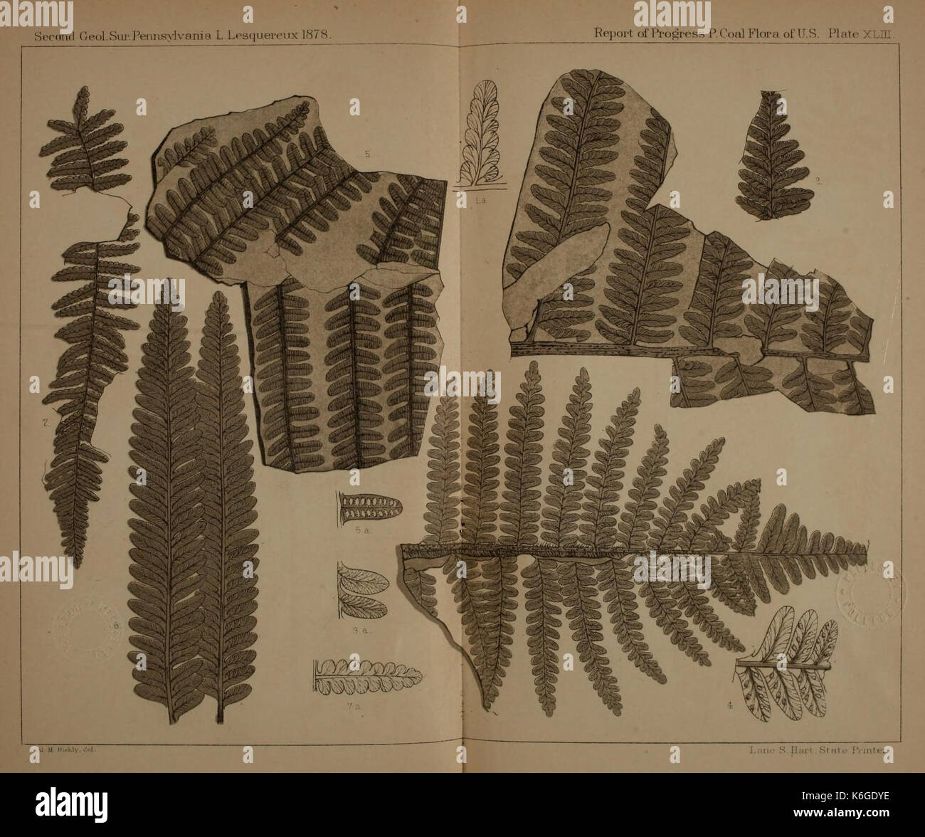 Description of the coal flora of the Carboniferous formation in ...
