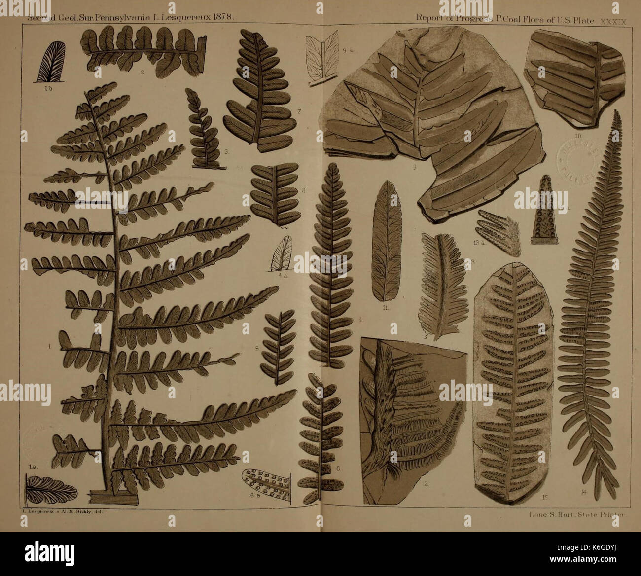 This illustration from a book on the coal flora of the Carboniferous ...