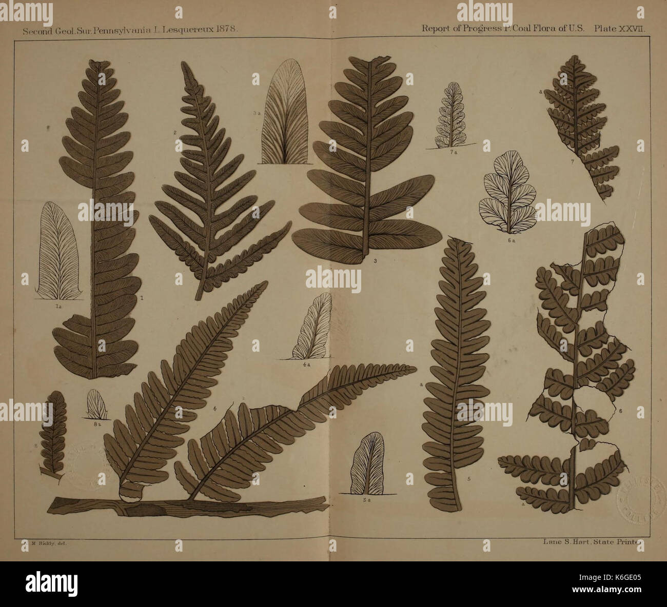 Description of the coal flora of the Carboniferous formation in ...