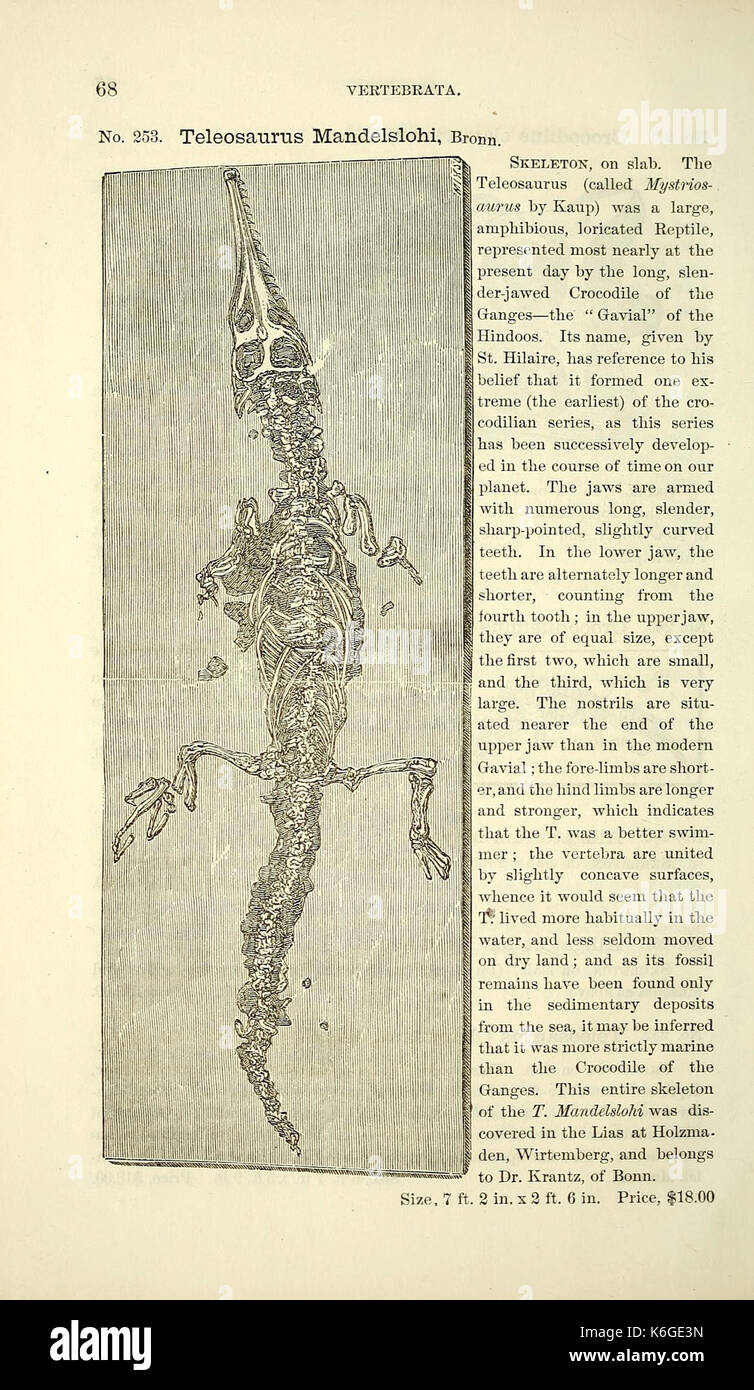 Cast fossils hi-res stock photography and images - Alamy