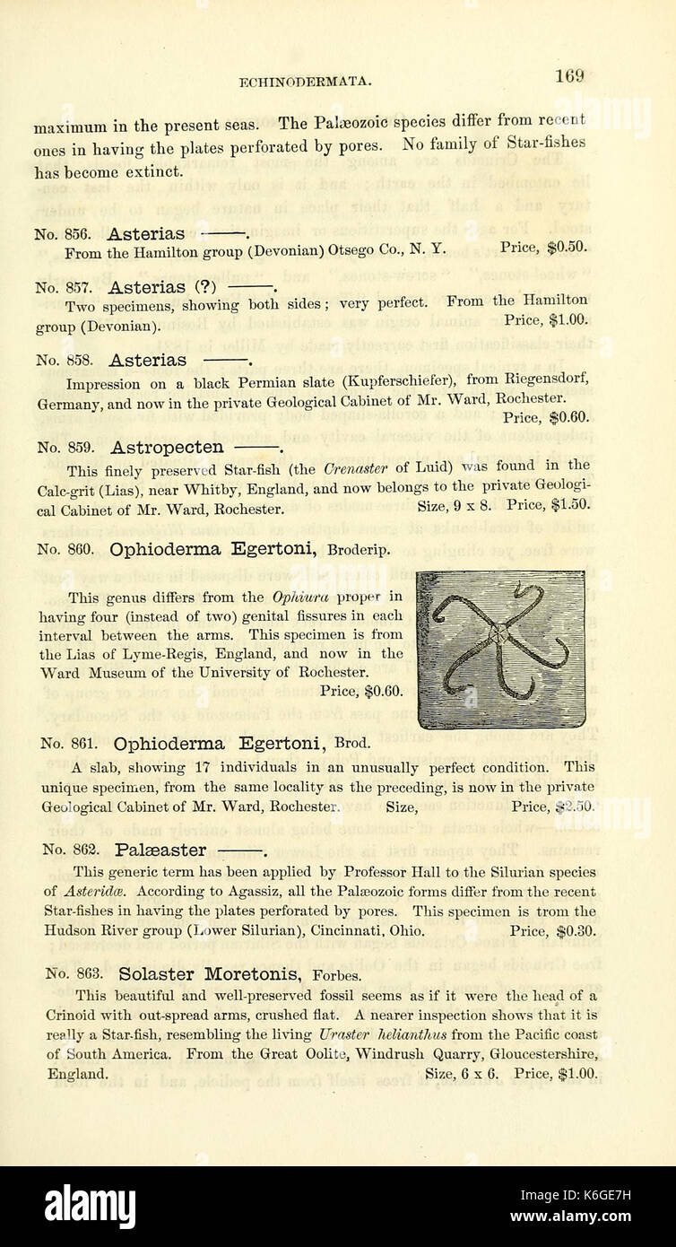 Cast fossils hi-res stock photography and images - Alamy