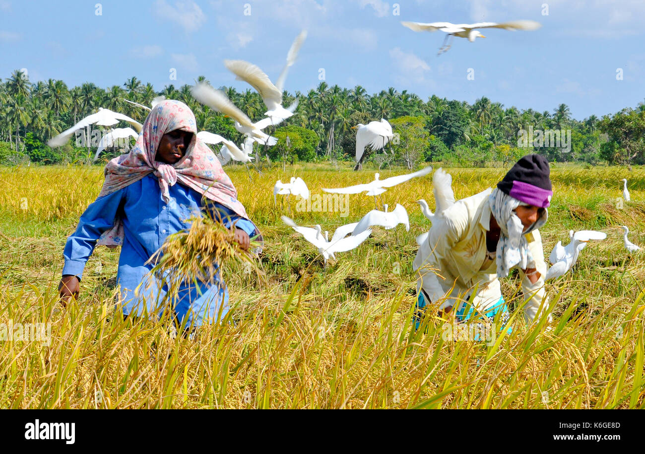 Sarath kumara subasingha hi-res stock photography and images - Alamy
