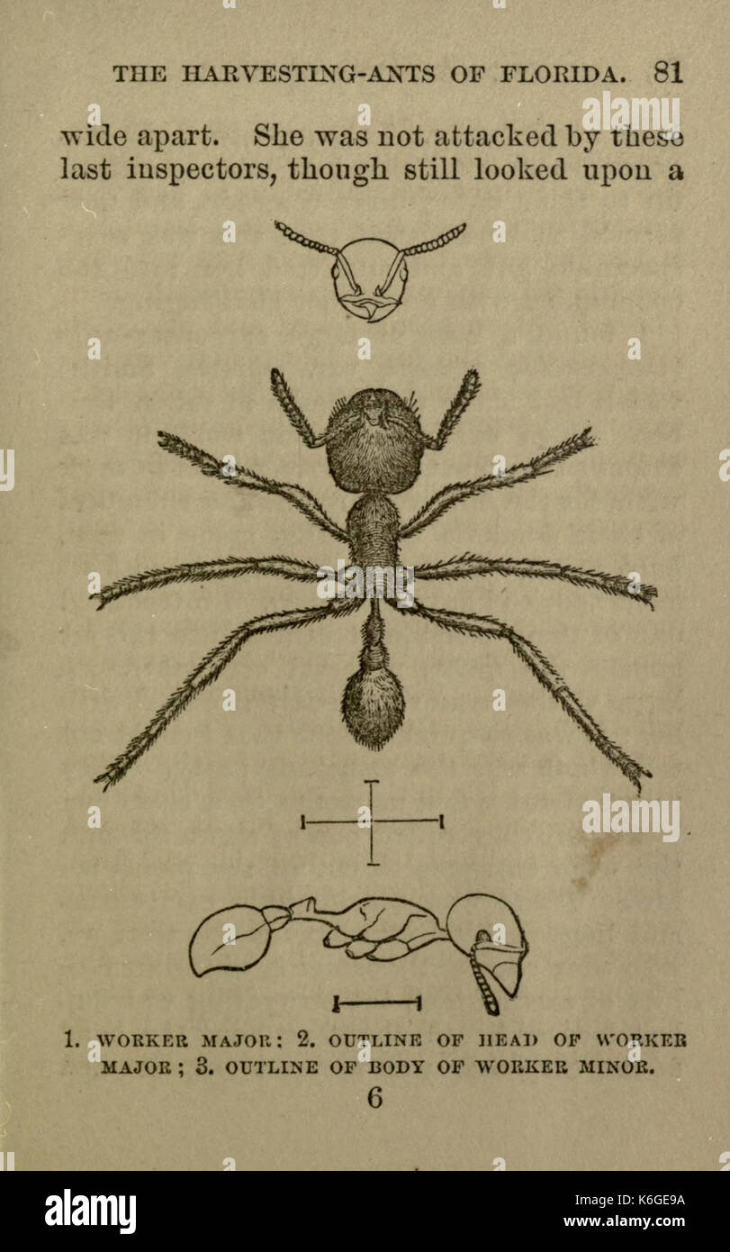 'Chapters on Ants' discusses various aspects of ant biology, behavior ...