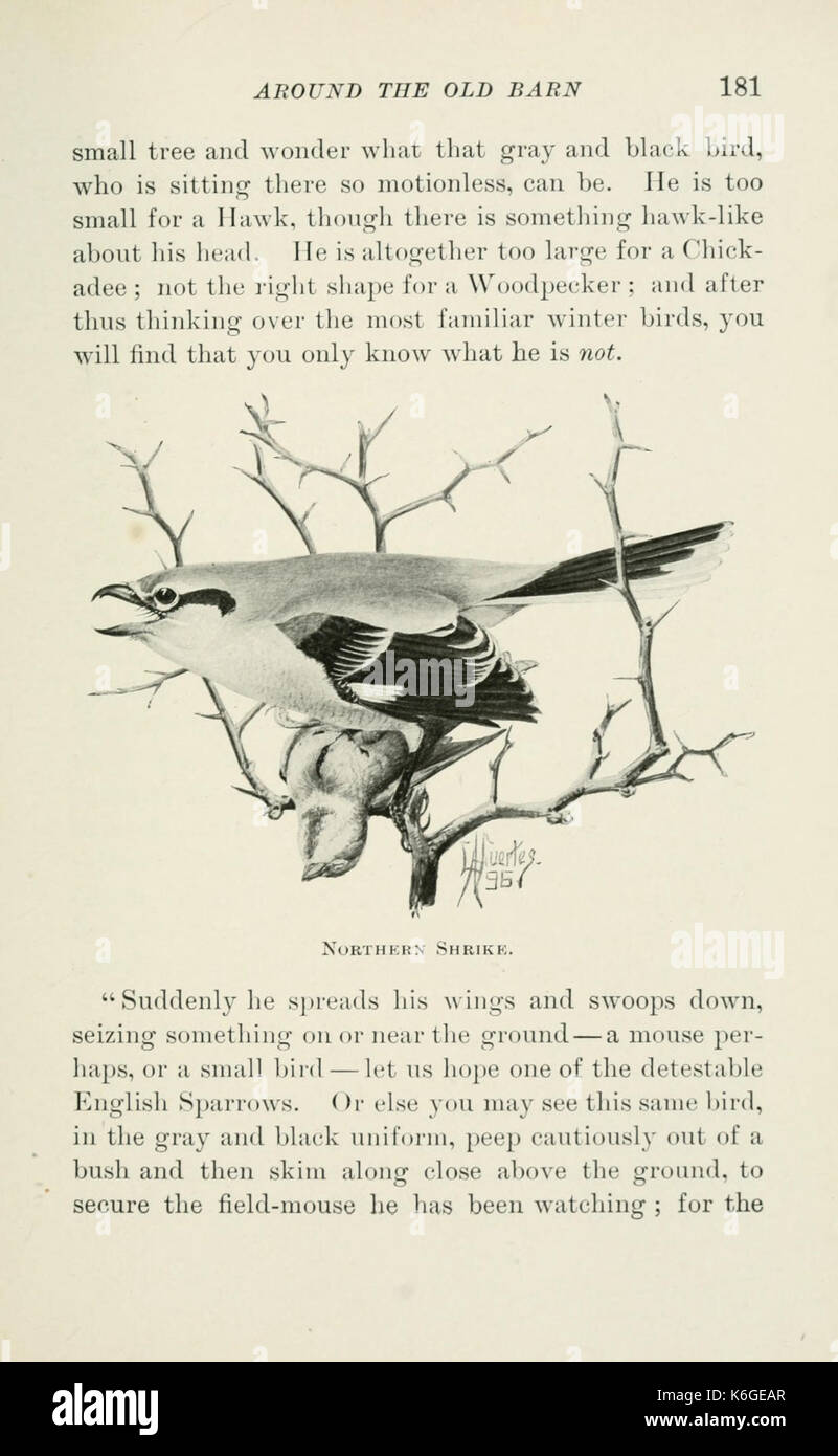 Birdwatchers illustrations hi-res stock photography and images - Alamy