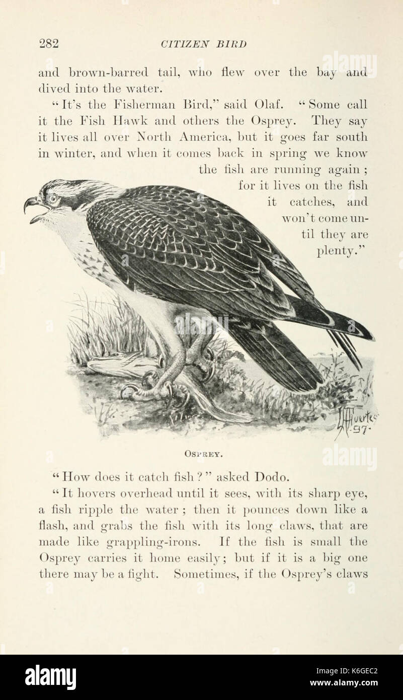 Citizen bird (Page 282) BHL7270864 Stock Photo - Alamy
