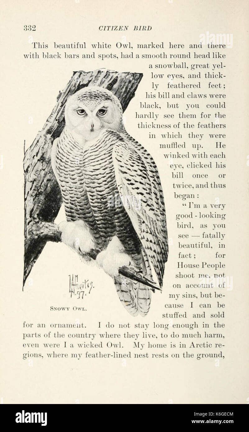 Citizen bird (Page 332) BHL7270914 Stock Photo - Alamy