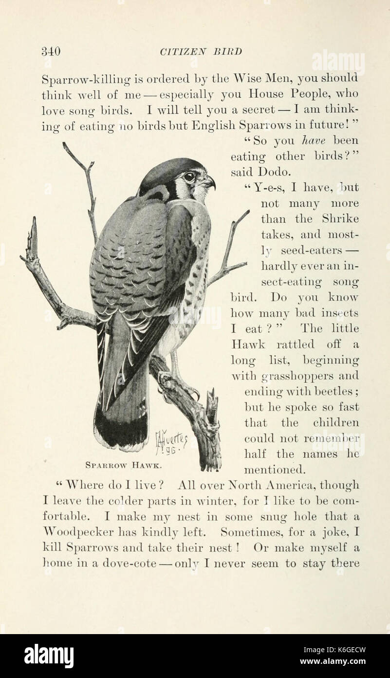 Bird identification guides hi-res stock photography and images - Alamy