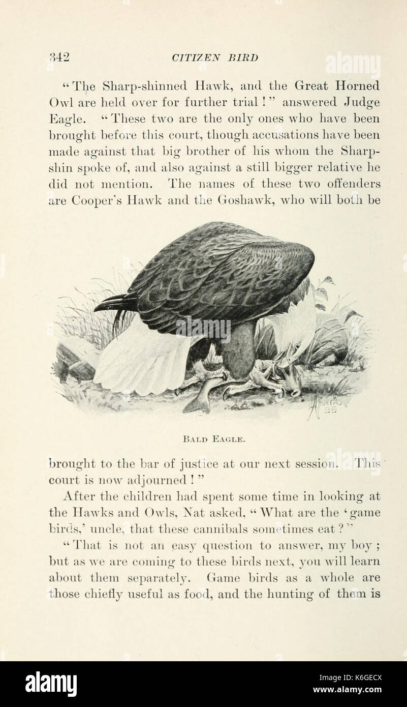 Understanding bird classification hi-res stock photography and images ...