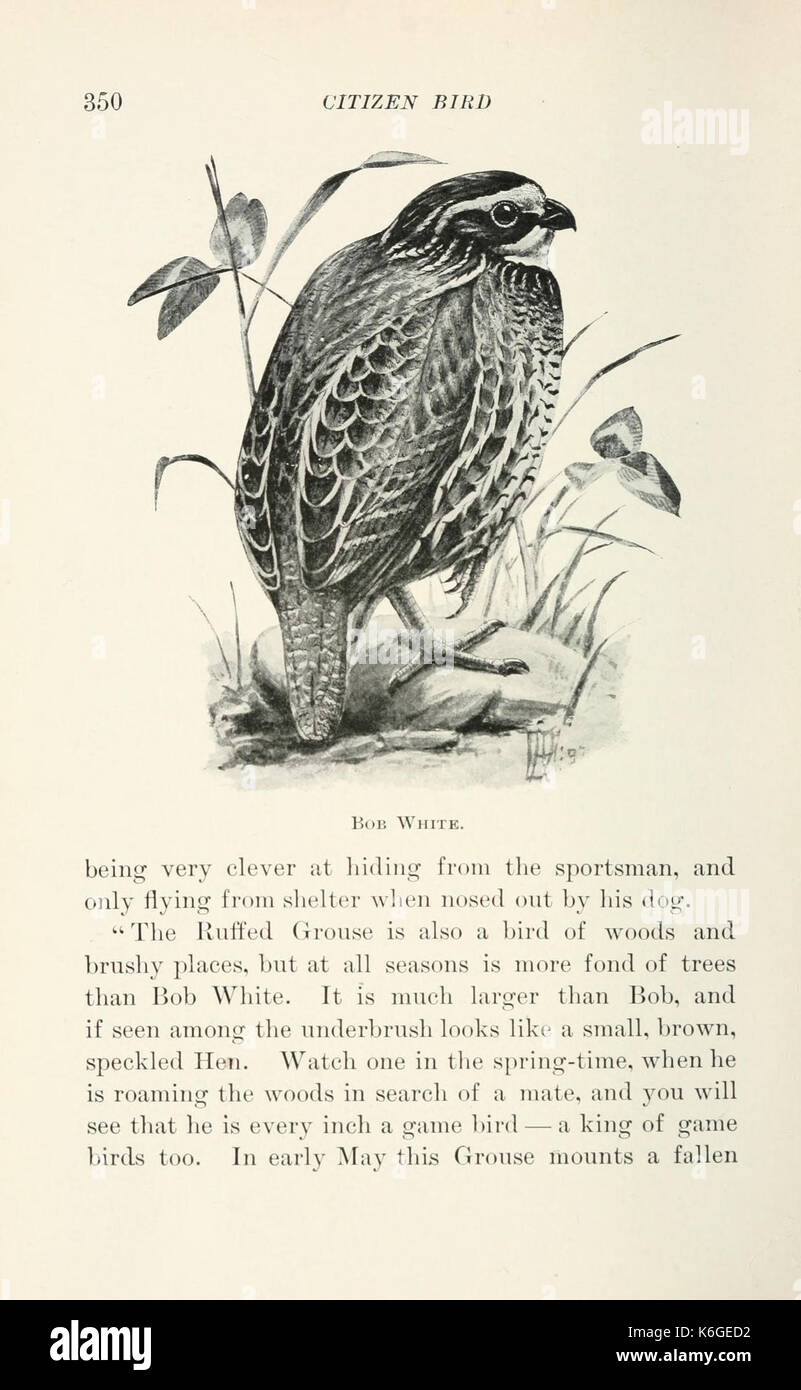 Citizen bird (Page 350) BHL7270932 Stock Photo - Alamy