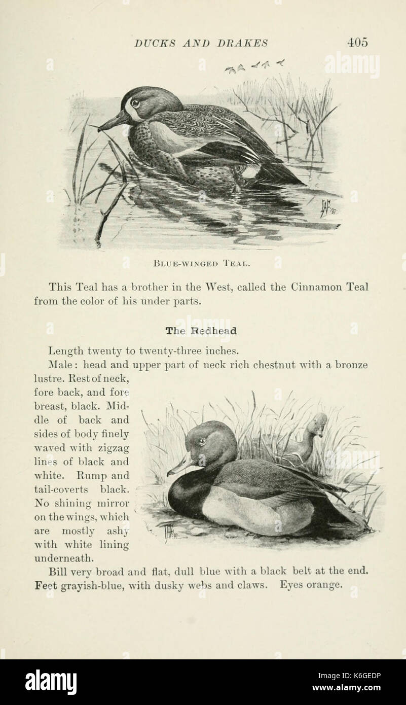 Bird identification guides hi-res stock photography and images - Alamy