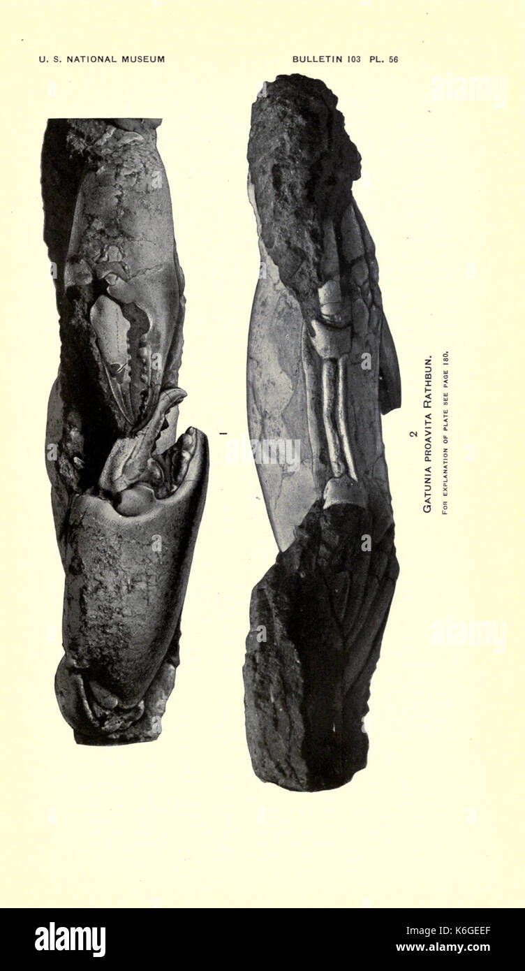 Crustaceans morphology hi-res stock photography and images - Alamy
