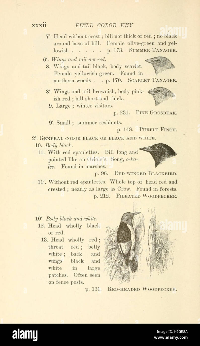 Birds of village and field BHL7288622 Stock Photo - Alamy