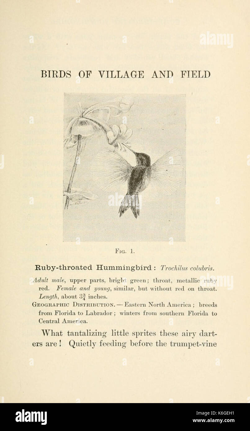 Birds of village and field BHL7288641 Stock Photo - Alamy