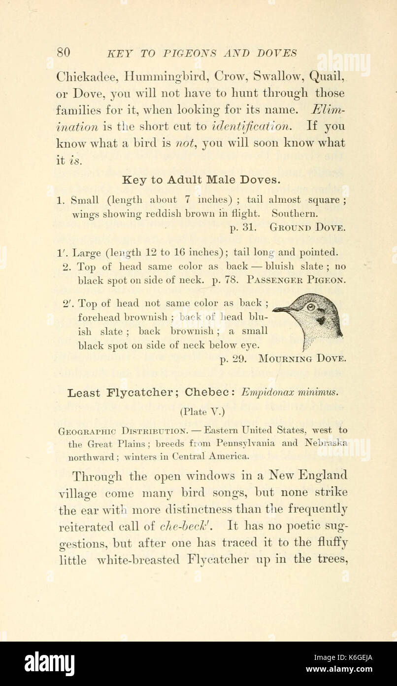 Field guide bird species hi-res stock photography and images - Alamy