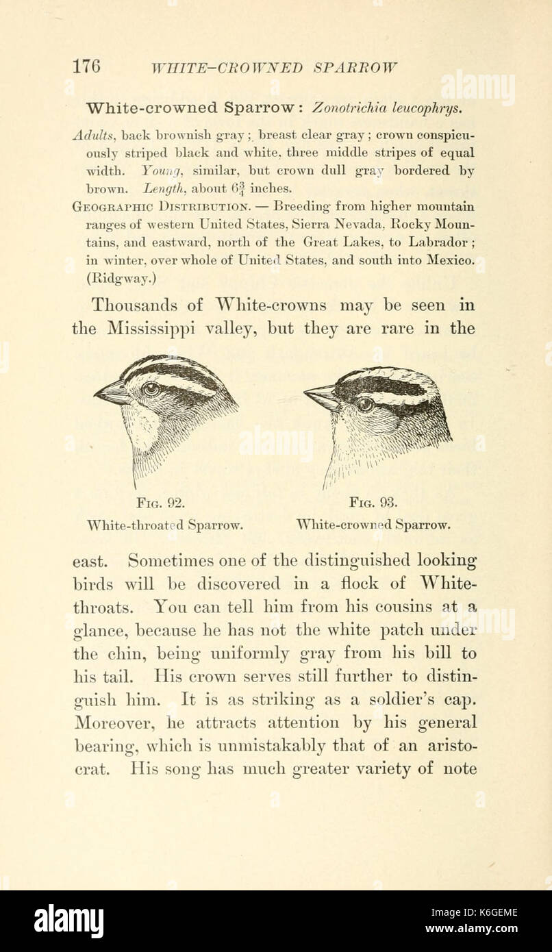 This work explores the bird species commonly found in village and field ...